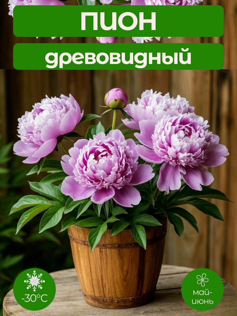 Пион древовидный многолетний