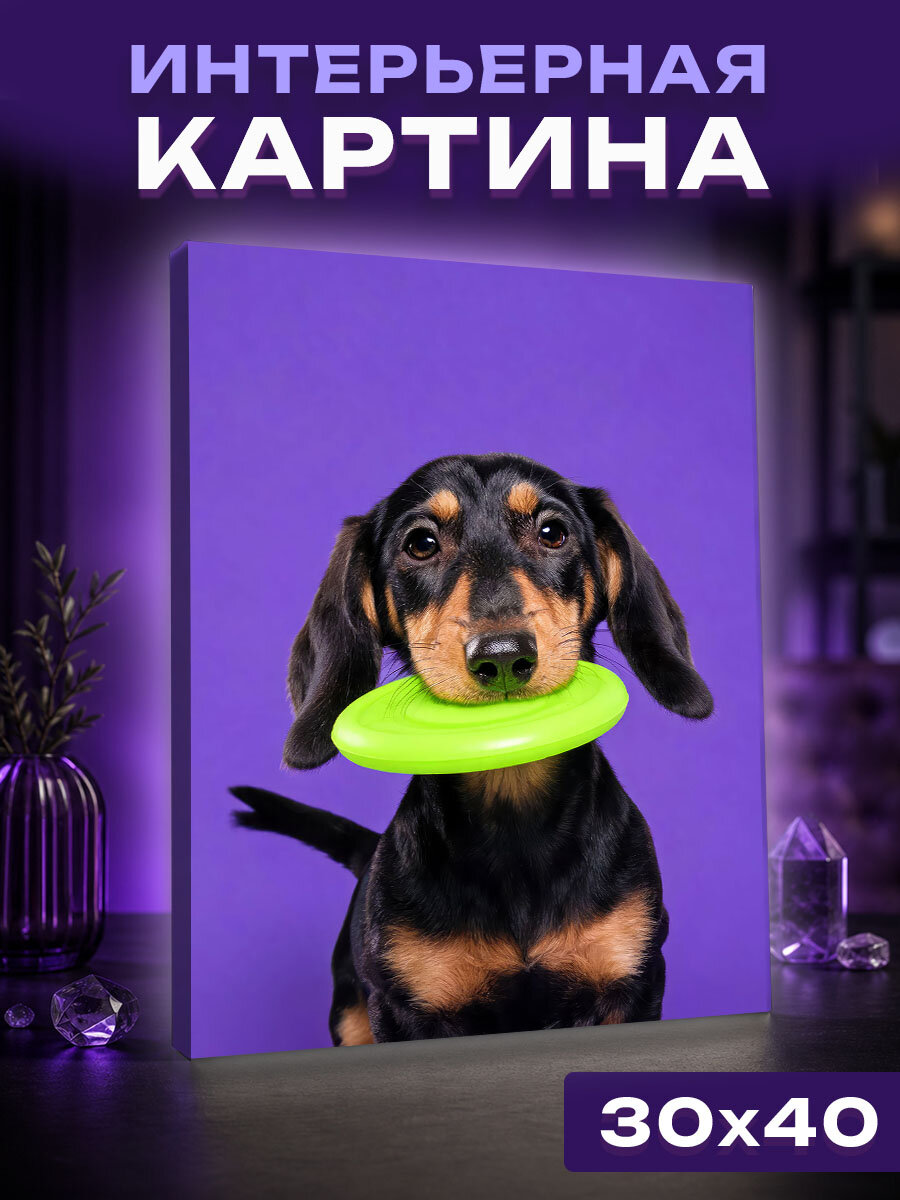 Интерьерная картина Такса с лаймовым фрисби