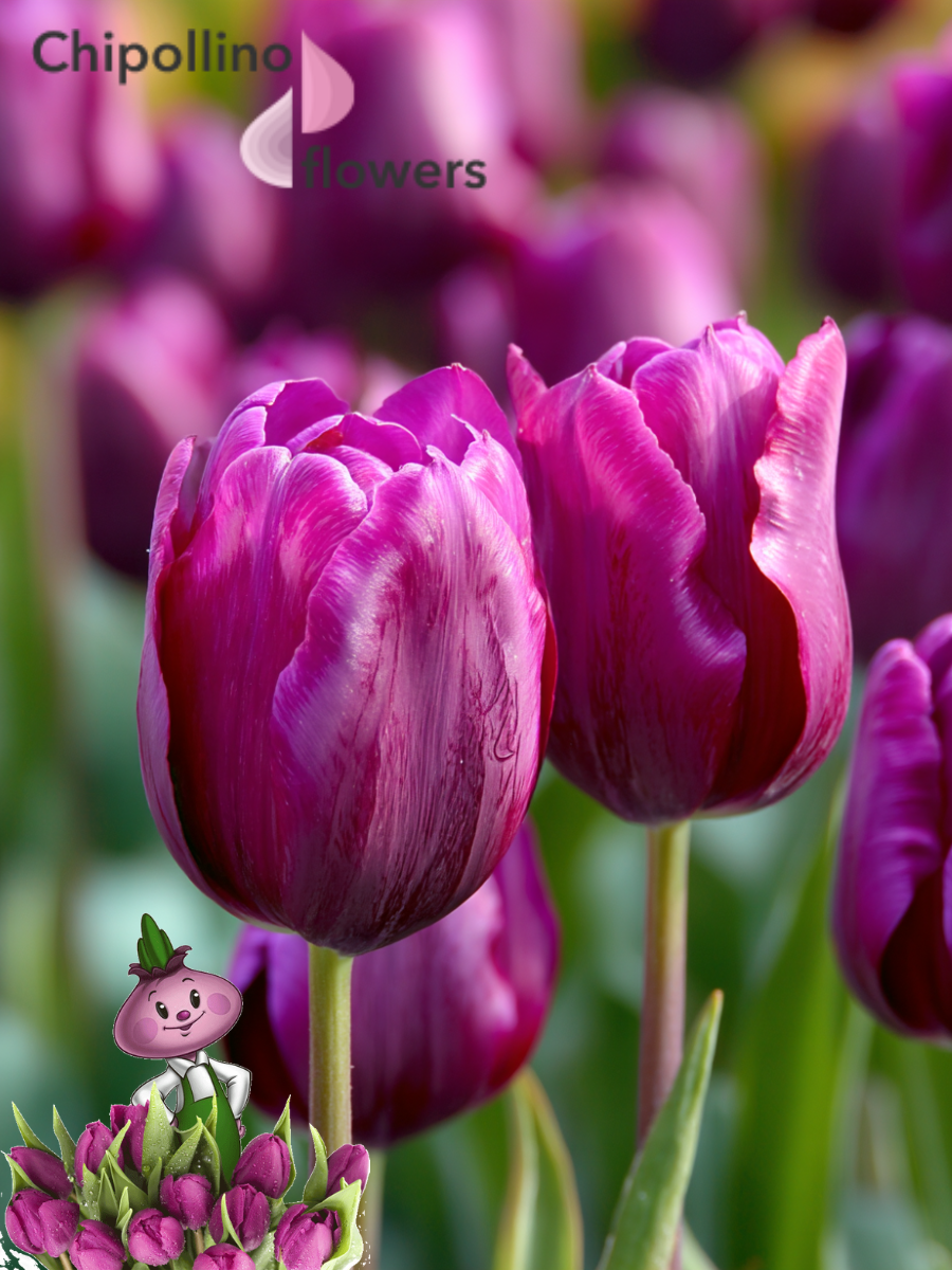 Луковицы цветов, chipollino flowers, Тюльпан PURPLE FLAG (5 луковиц)