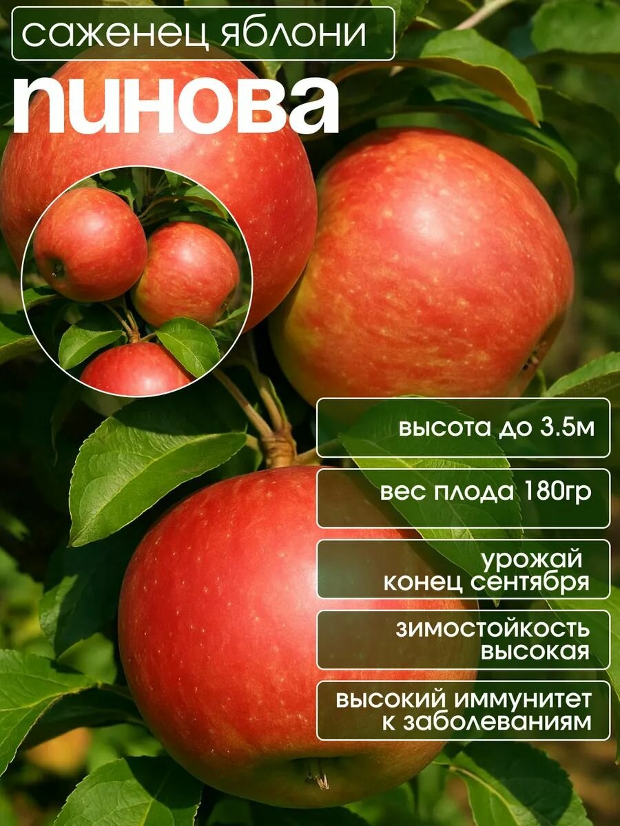 Яблоня "Пинова"