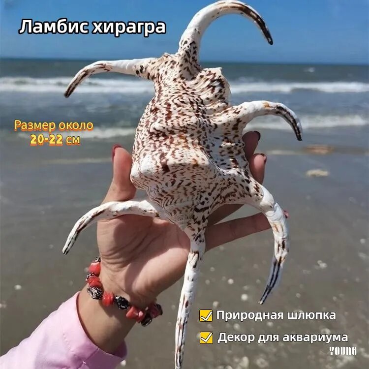 Ламбис хирагра натуральная шлюпка размер 18 - 25 см декор для аквариума, интерьера