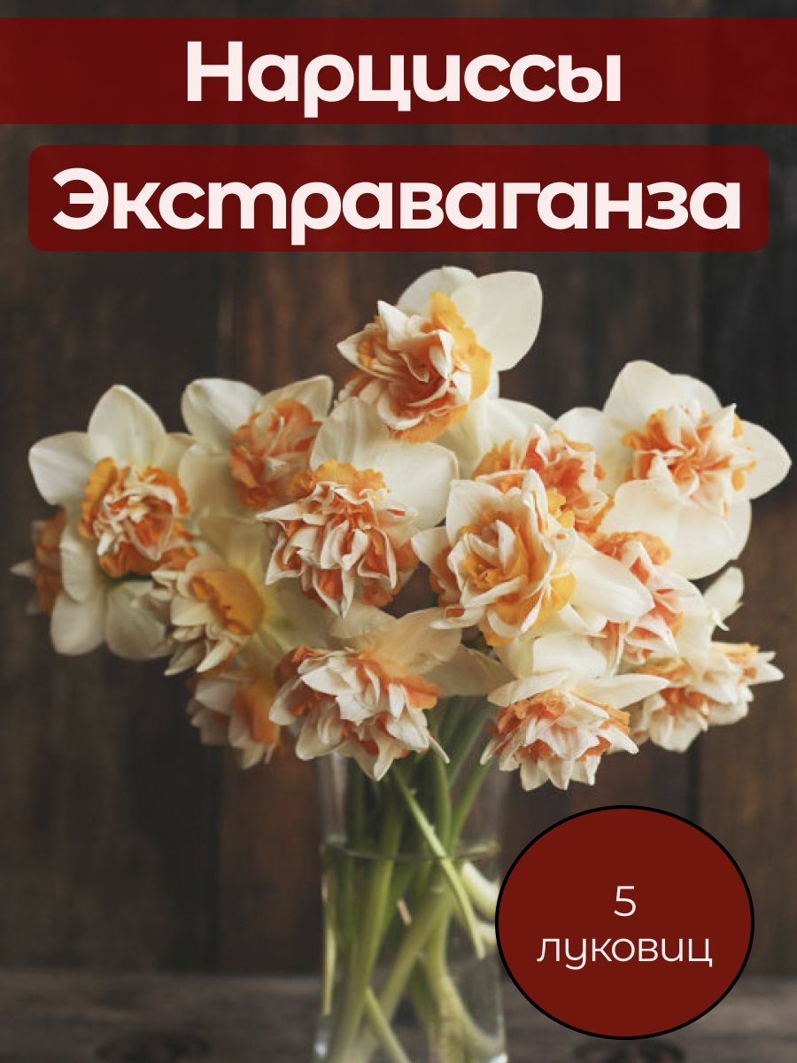 Нарциссы Экстраваганза луковицы 5 шт
