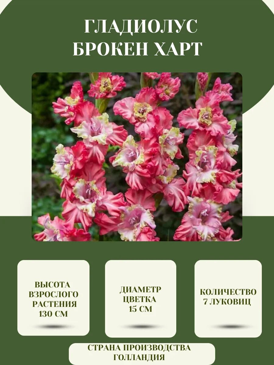 Гладиолус луковицы /Гладиолусы на посадку