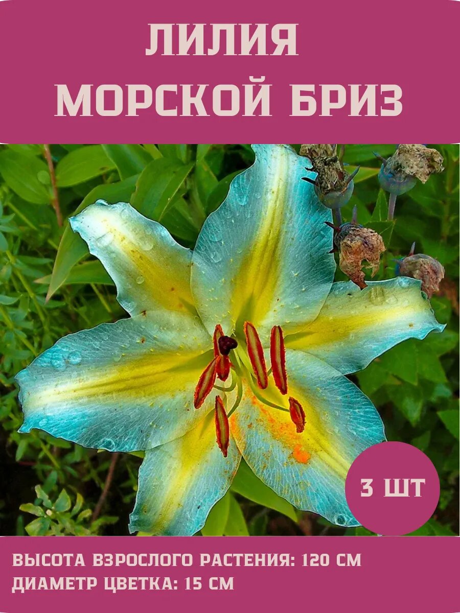 Луковицы лилий многолетние растения