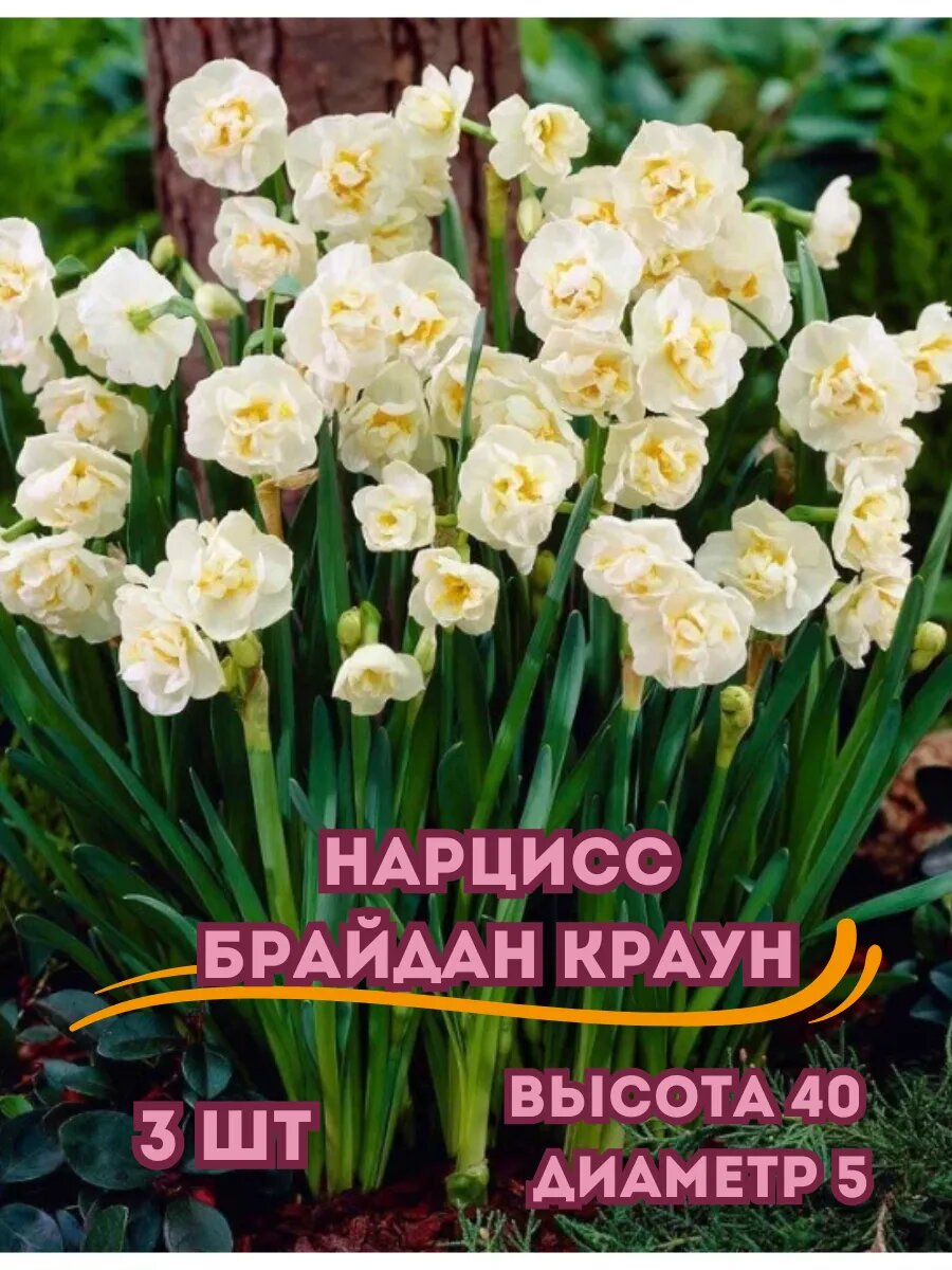 Нарцисс цветок луковицы нарциссов