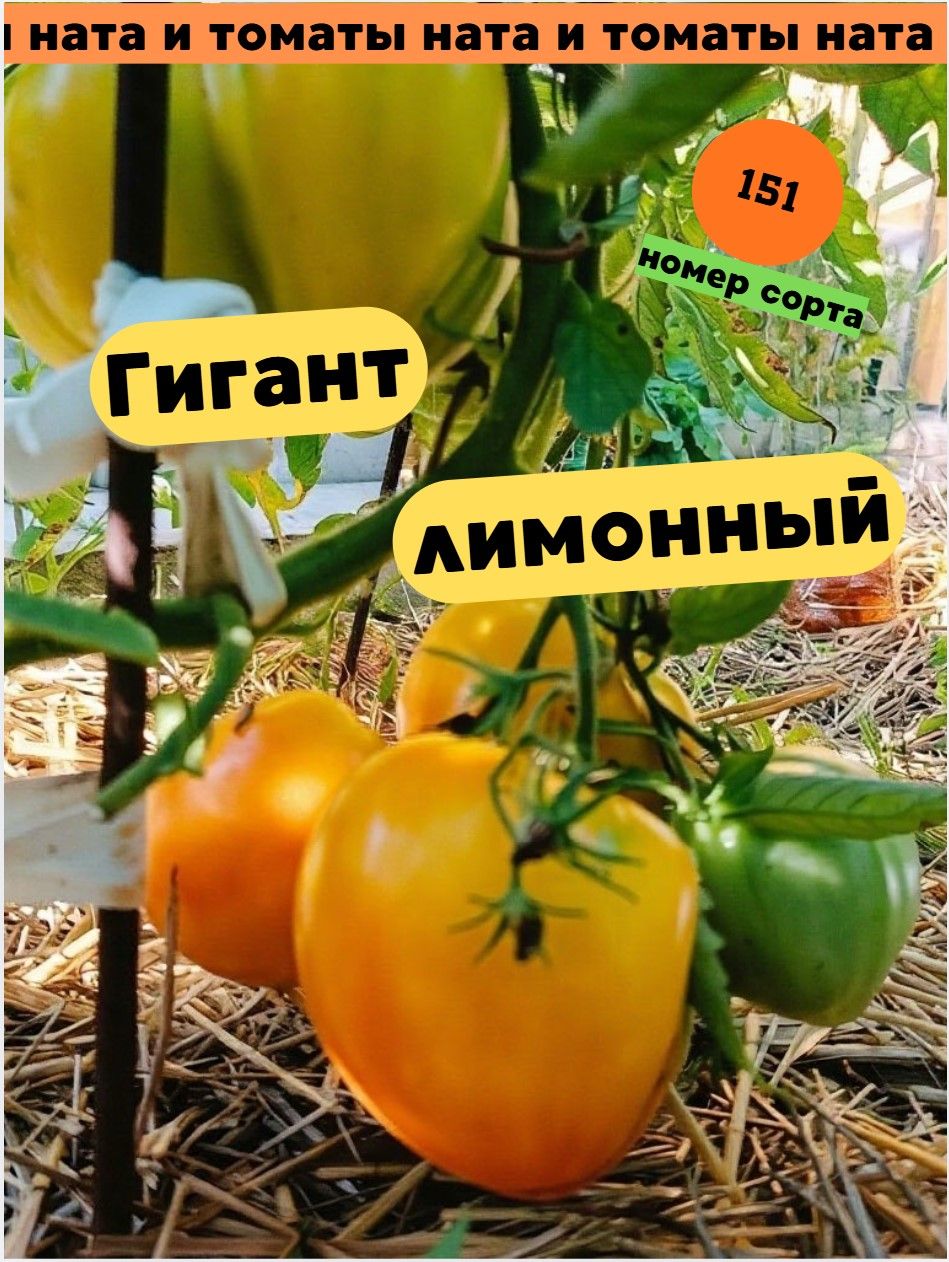 Коллекционные семена томата Гигант лимонный Крупноплодный10 шт