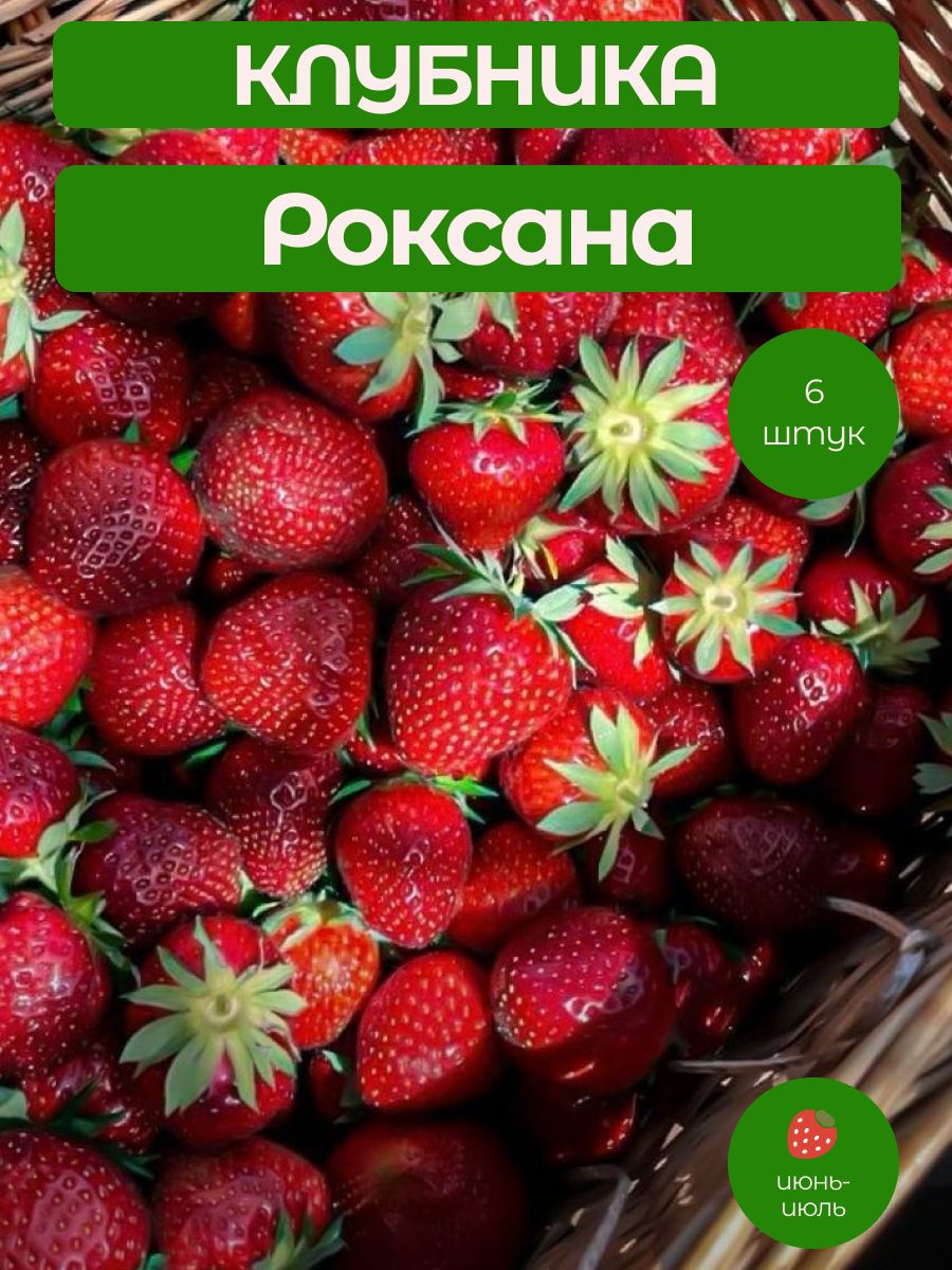 Клубника Роксана 6 штук саженцы