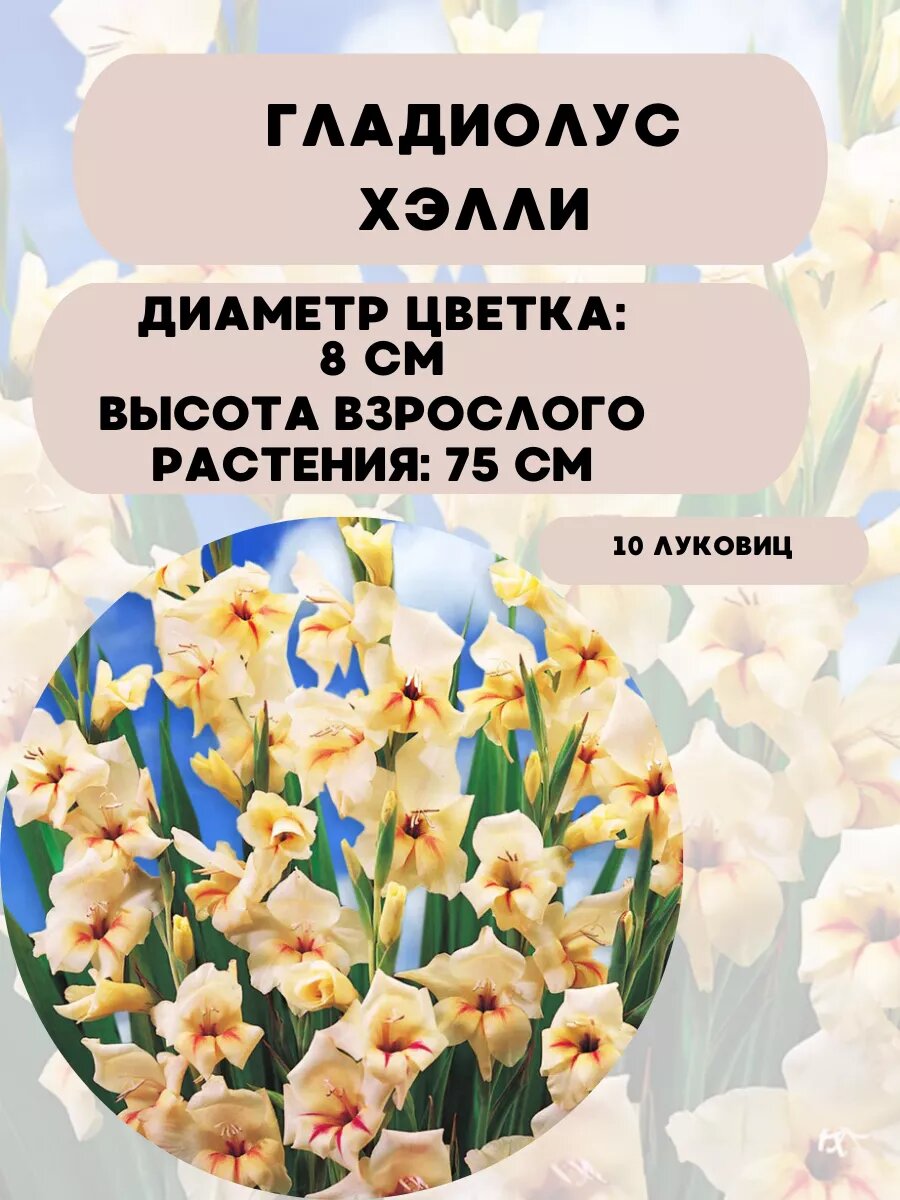 Гладиолус крупноцветковый/Луковицы гладиолуса