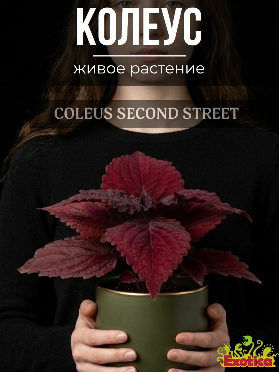 Колеус Секонд Стрит (Coleus Second Street) D6см, домашнее растение