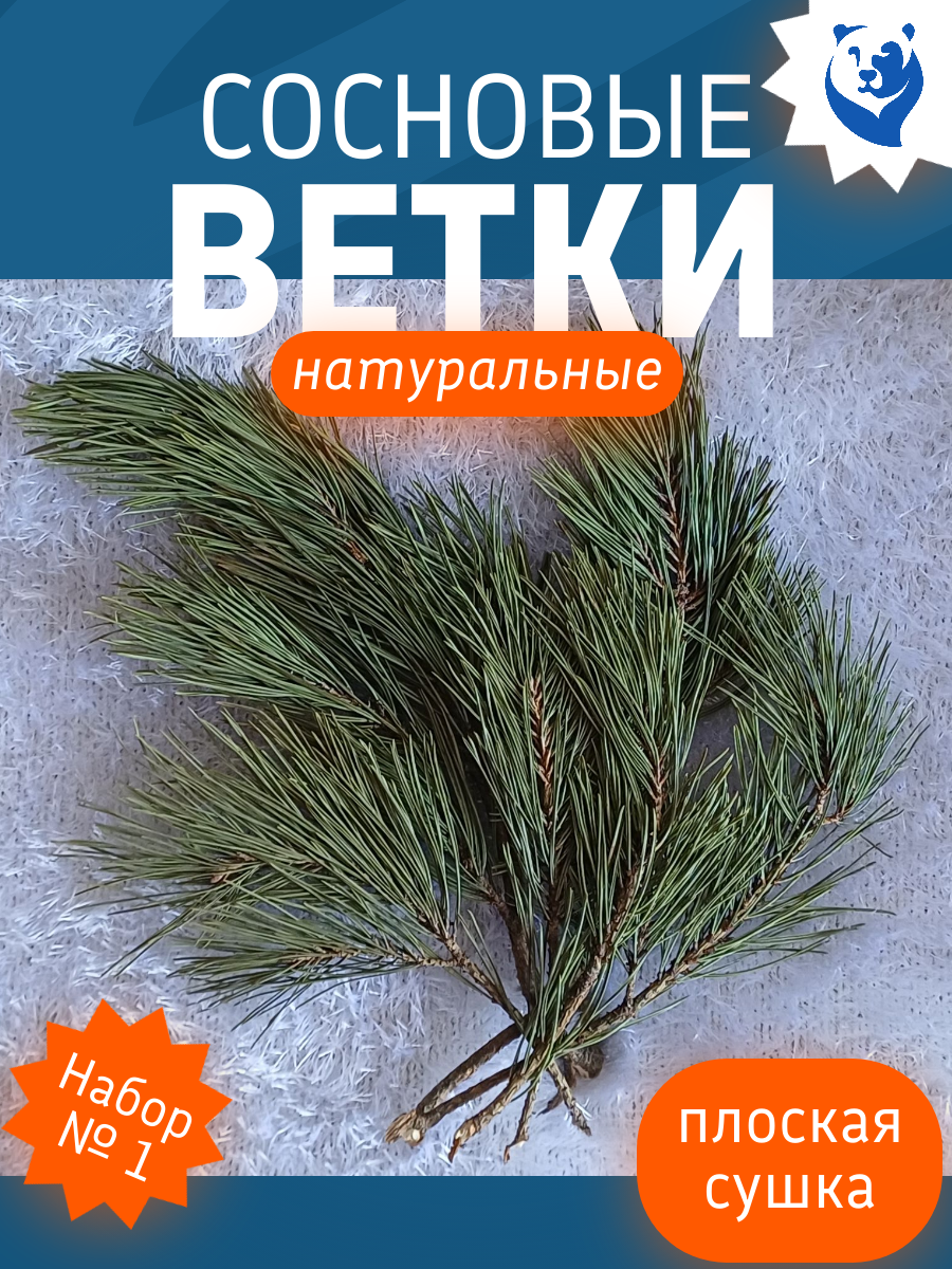FashionProduct Сосновые ветки натуральные с иголками, плоская сушка, набор № 1, 6 шт.
