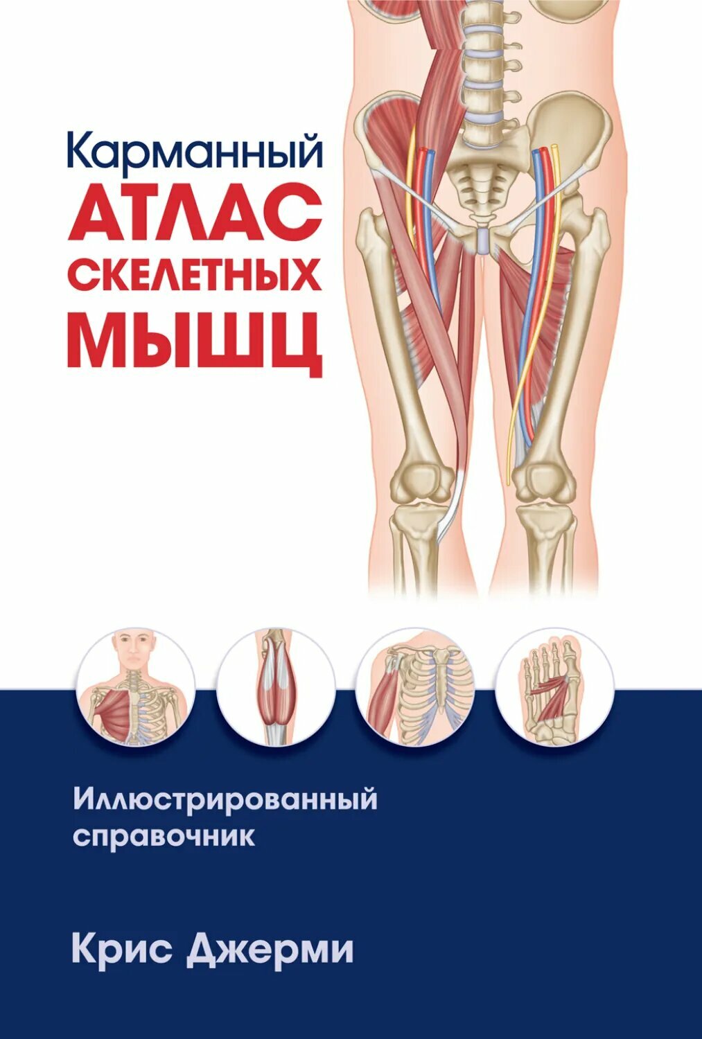 Карманный атлас скелетных мышц. Иллюстрированный справочник [Цифровая книга]