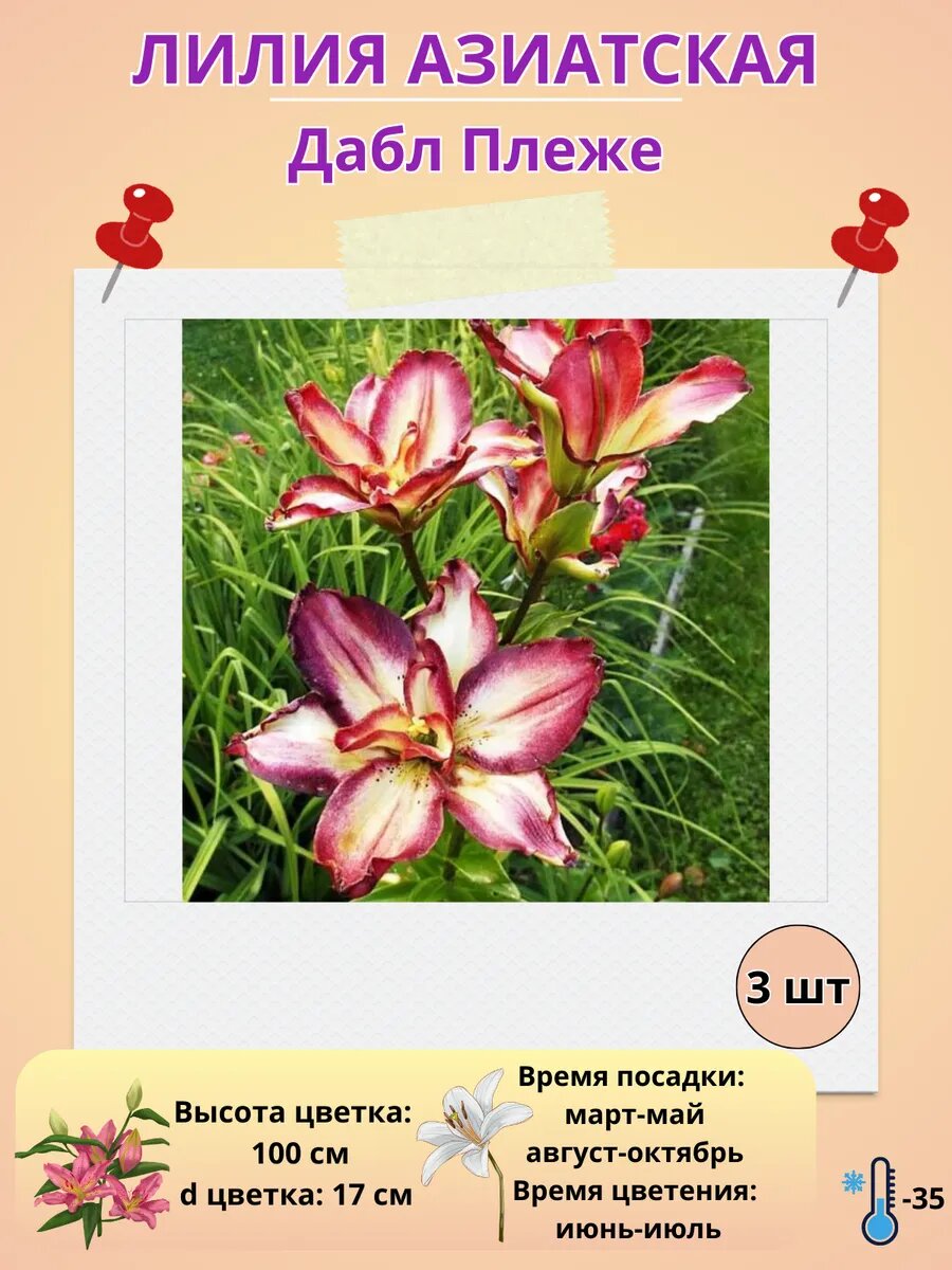 Лилия луковицы, многолетние цветы для посадки,3 штуки