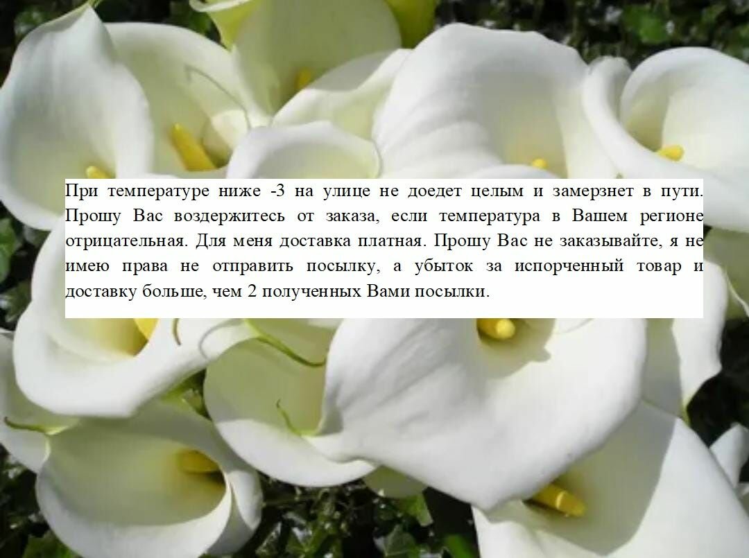 Калла белая сочинская 1 шт среднего размера (Эфиопская)
