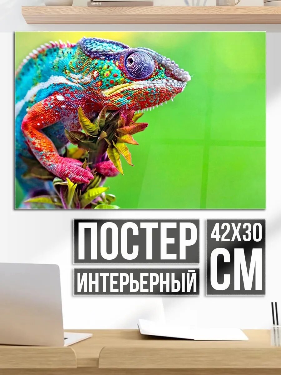 Плакат постер Радужный хамелеон
