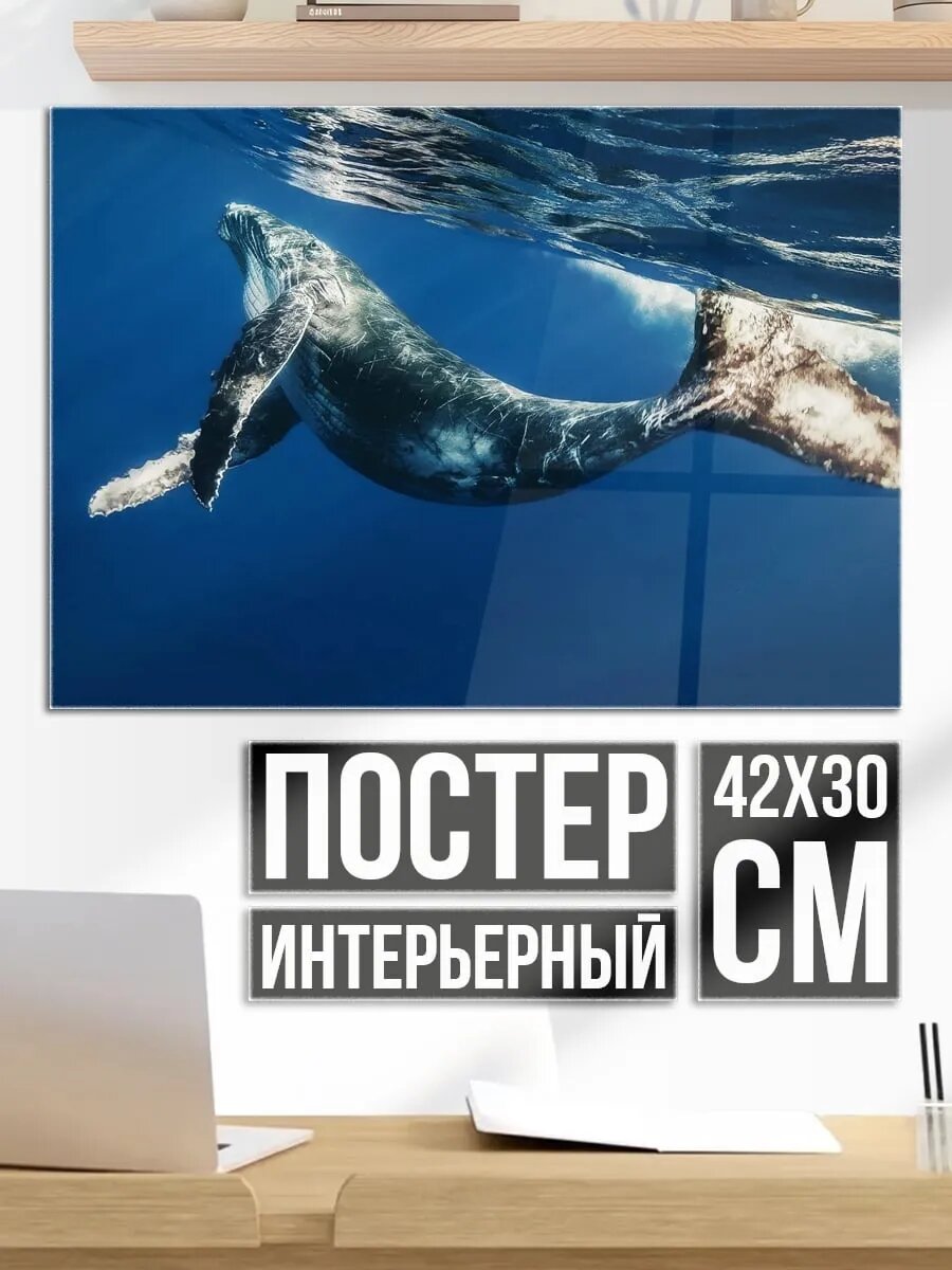 Плакат постер кит в океане