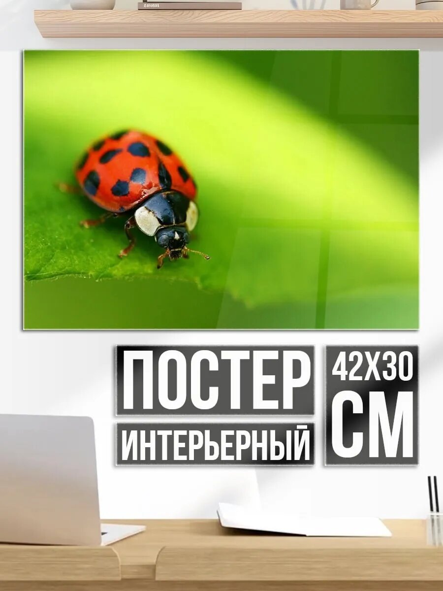 Плакат постер Божья коровка на листе