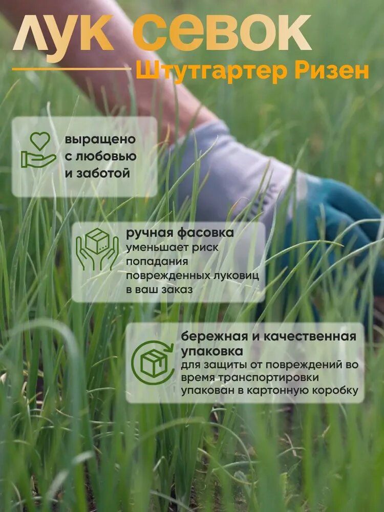Лук севок Выборок — фото 1