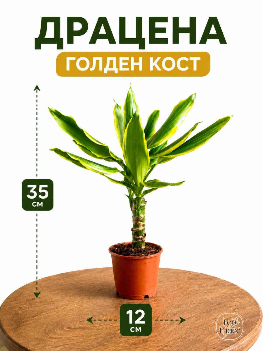Geo Glass: Комнатное растение Драцена Голден Кост 30 см , растение для дома живое