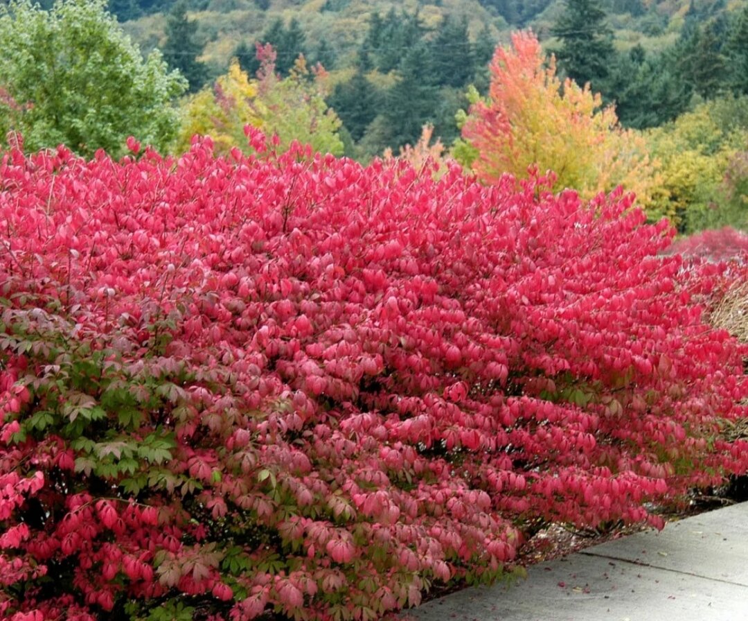 Бересклет крылатый (Euonymus alatus) - 100-120, Контейнер: С32