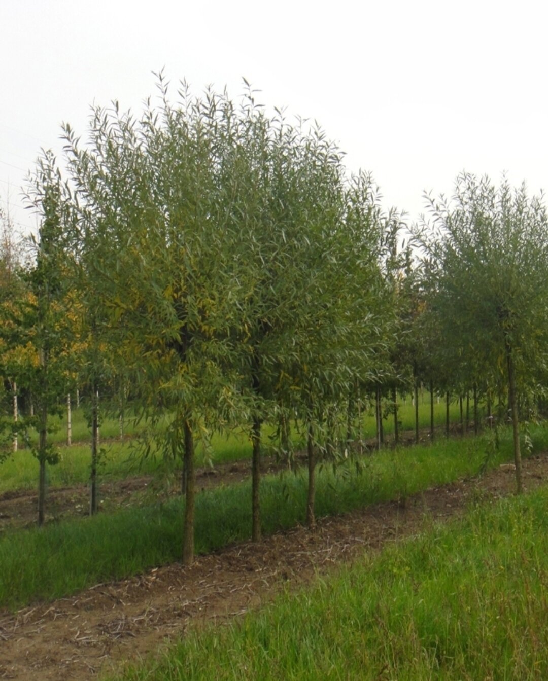 Ива ломкая Булата (Bullata) - 180-200, С32, Штамб: 120