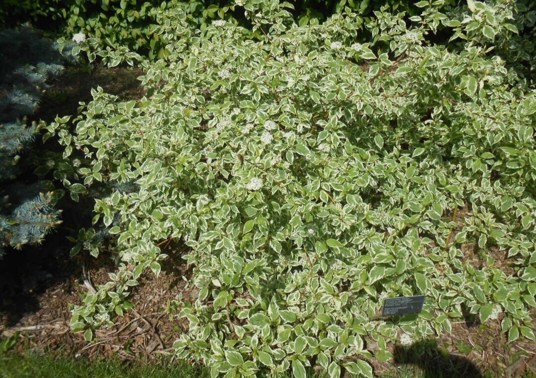 Дерен белый Сибирика Вариегата (Sibirica Variegata) - 80-100, Контейнер: С7,5