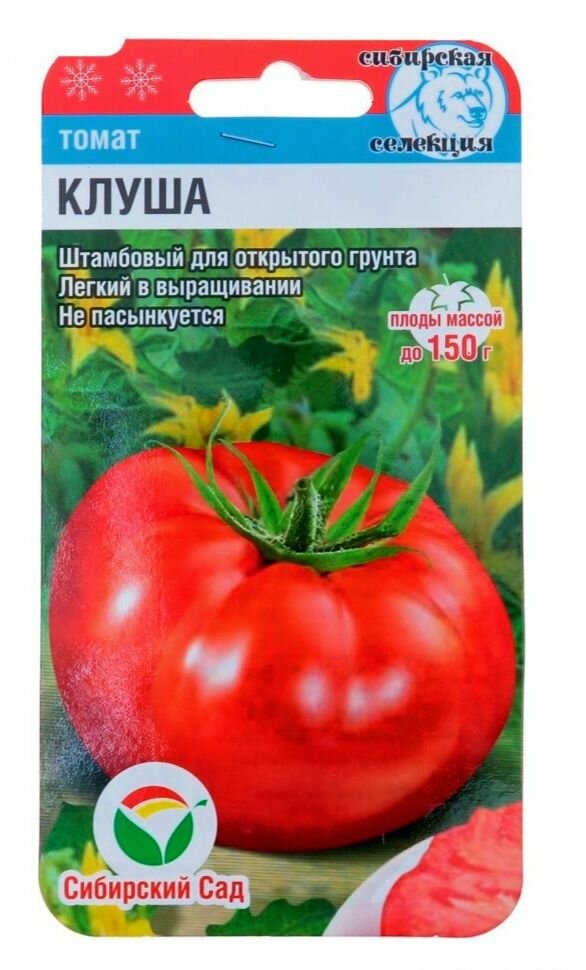 Томат клуша (20 семян) Сибирский сорт-легенда от оригинатора Постниковой (патент №5135)! Штамбовый карлик до 50 см, плоды 100-150 г спрятаны под листьями.