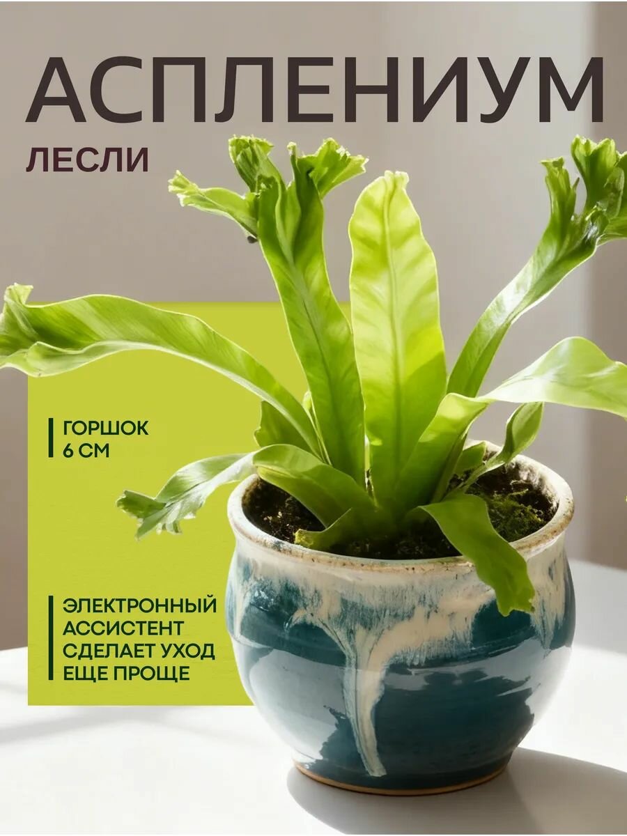 Асплениум Лесли Живое комнатное растение