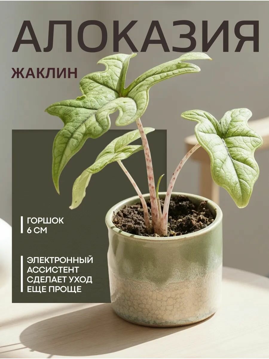 Алоказия Жаклин Живое комнатное растение