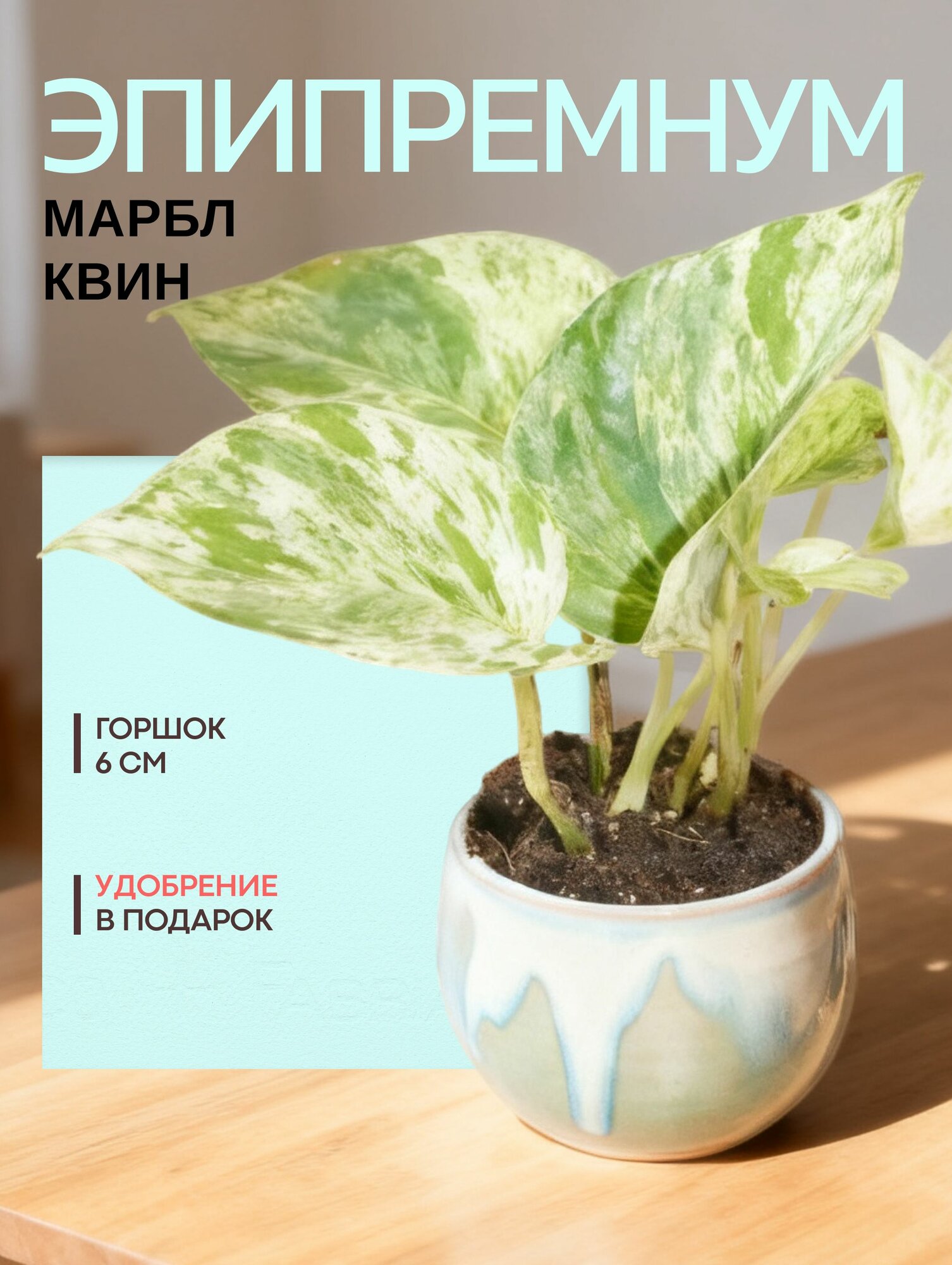 Эпипремнум Марбл Квин живое комнатное растение