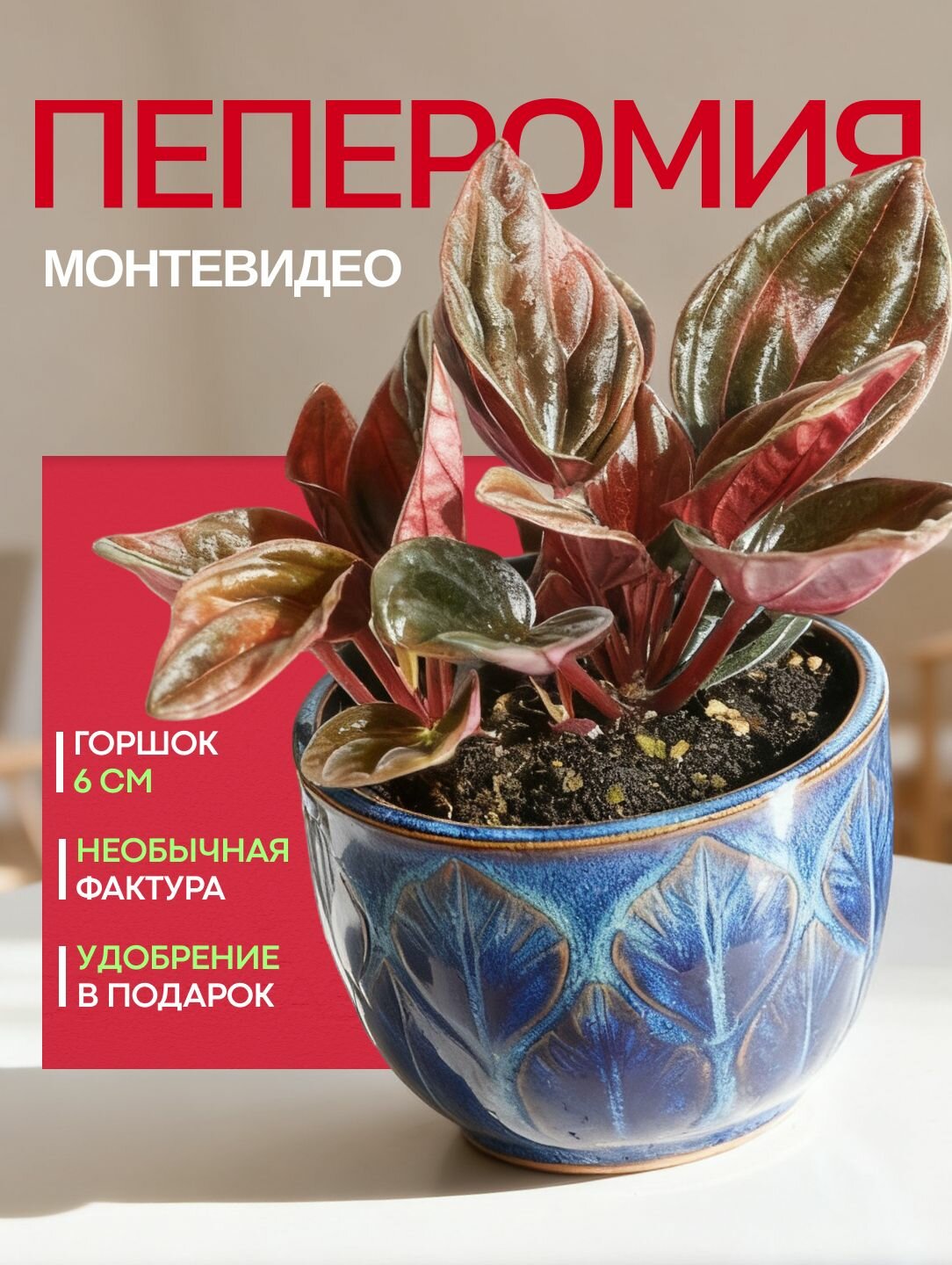 Пеперомия Монтевидео комнатный цветок в горшке живой