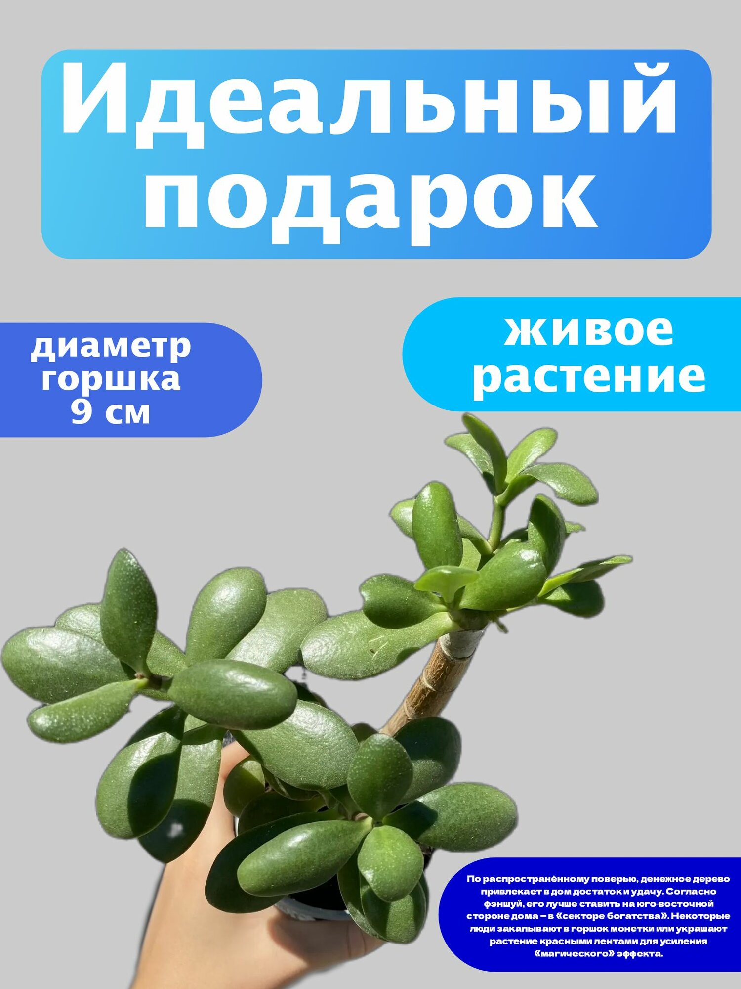 Крассула (Денежное дерево) — фото 1