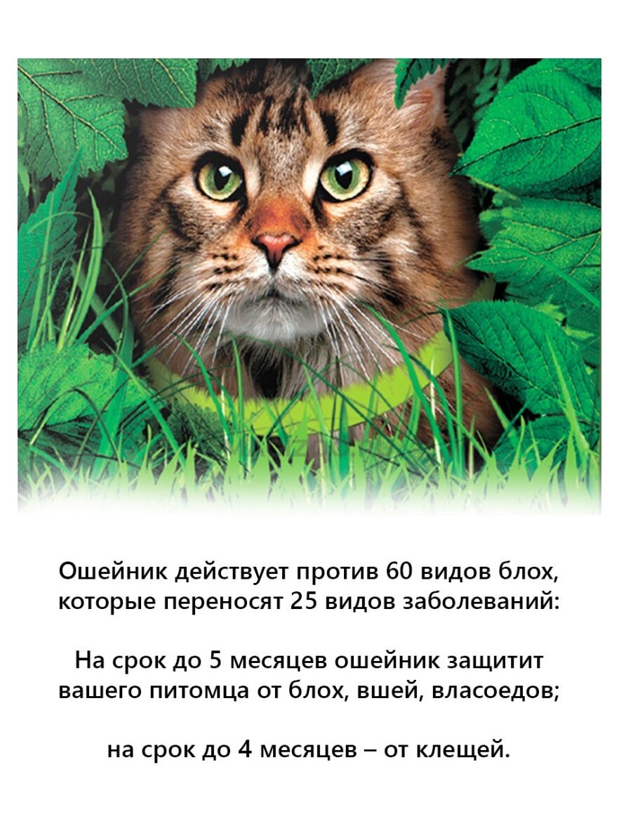 Ошейник Apicenna инсектоакарицидный Дана Ультра , для кошек, 35 см, лайм — фото 1
