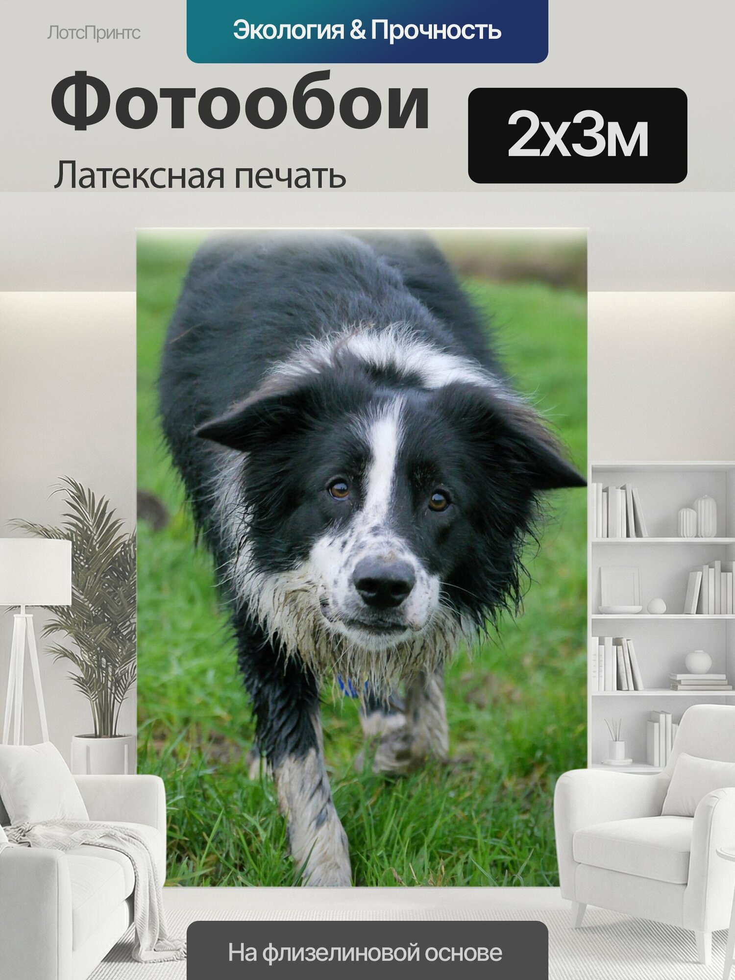 Фотообои моющиеся ударопрочные "Бордер-колли, собака, колли" 200x300 см. латексная печать