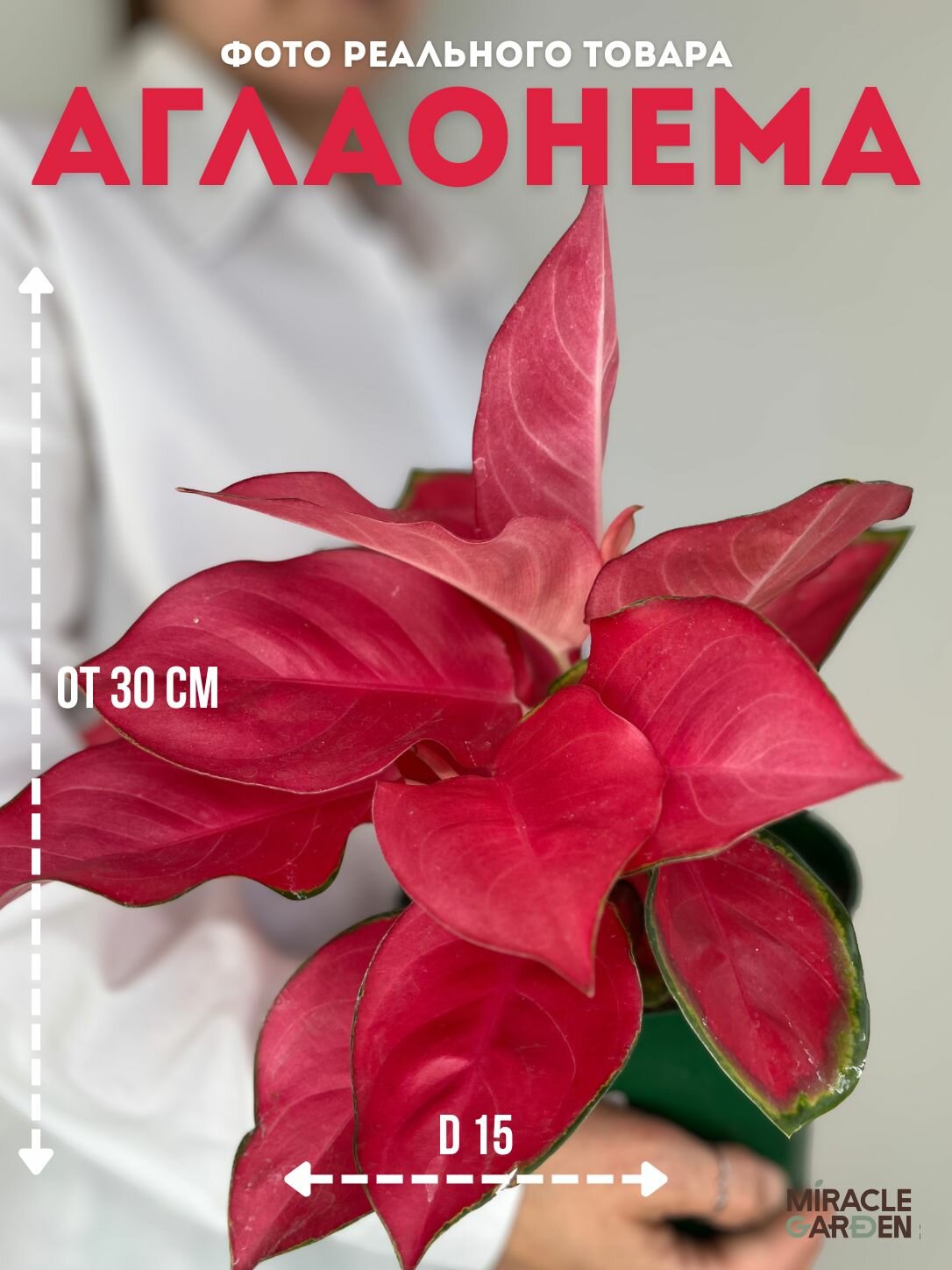 Аглаонема цветок комнатный Красная Red Coral 30 см D15 комнатные растения живые