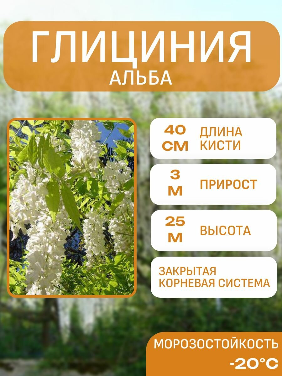Глициния декоративная сорта "Альба" , 1 шт, белая , зимостойкая