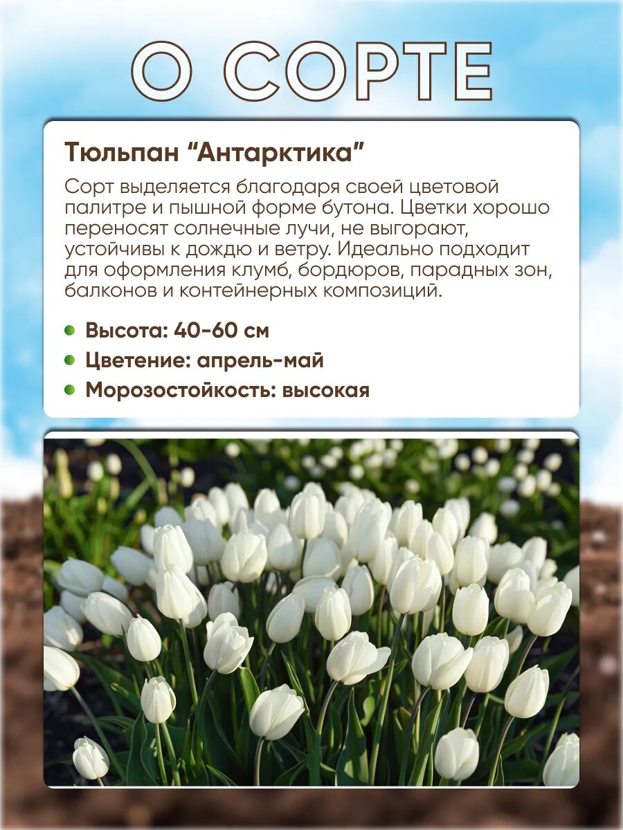 Тюльпаны луковицы крупные Антарктика — фото 1