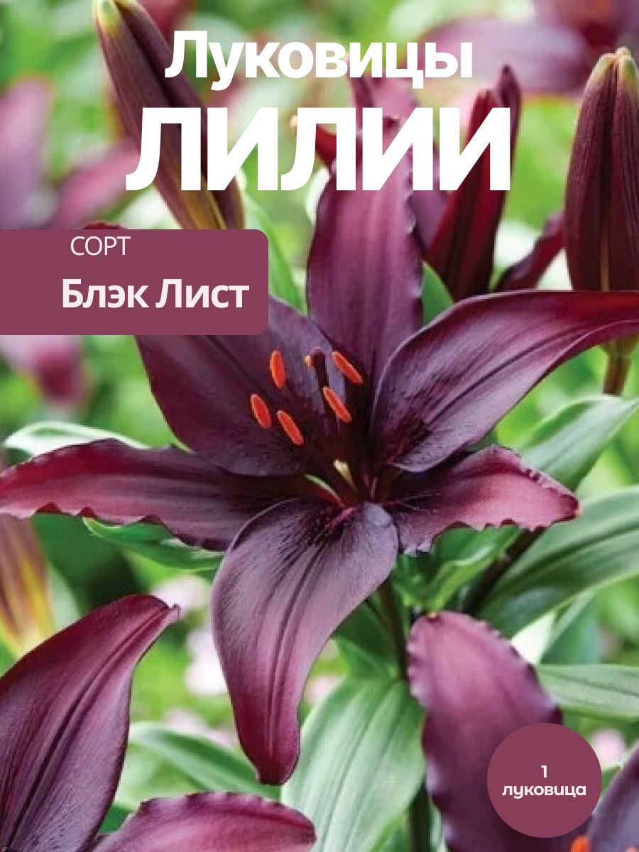 Луковицы Лилии Блэк Лист 1 шт