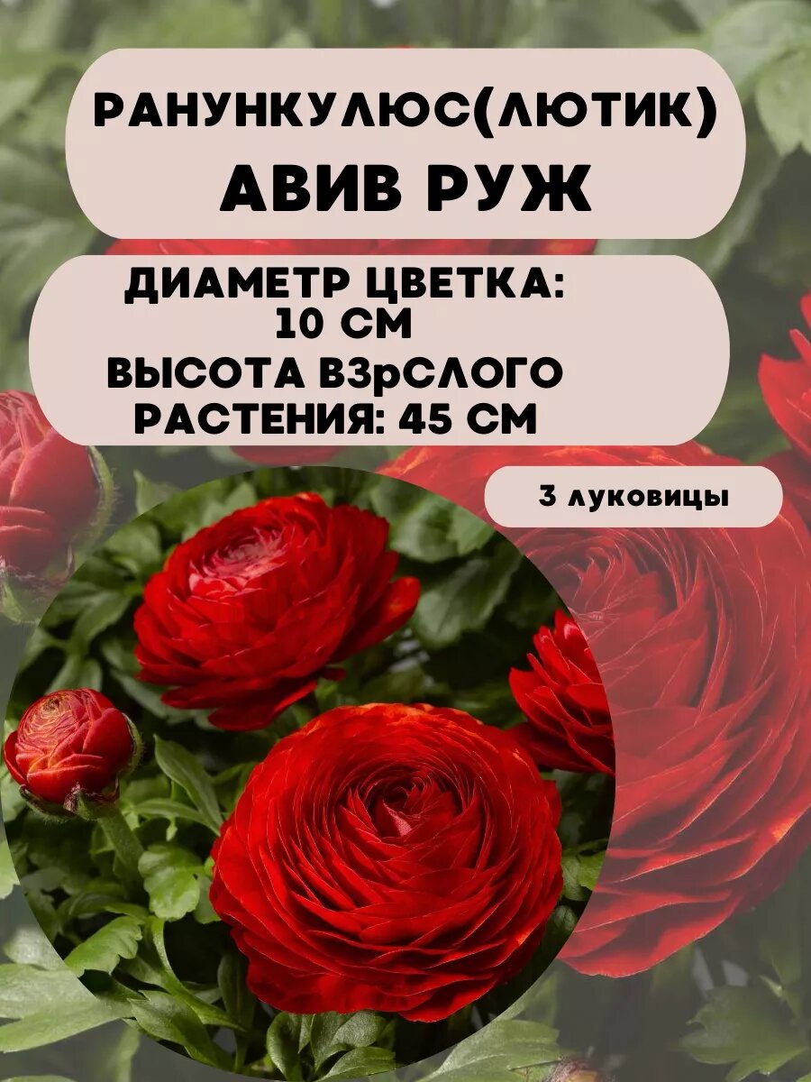 Ранункулюс/Лютик садовый /Луковицы ранункулюса