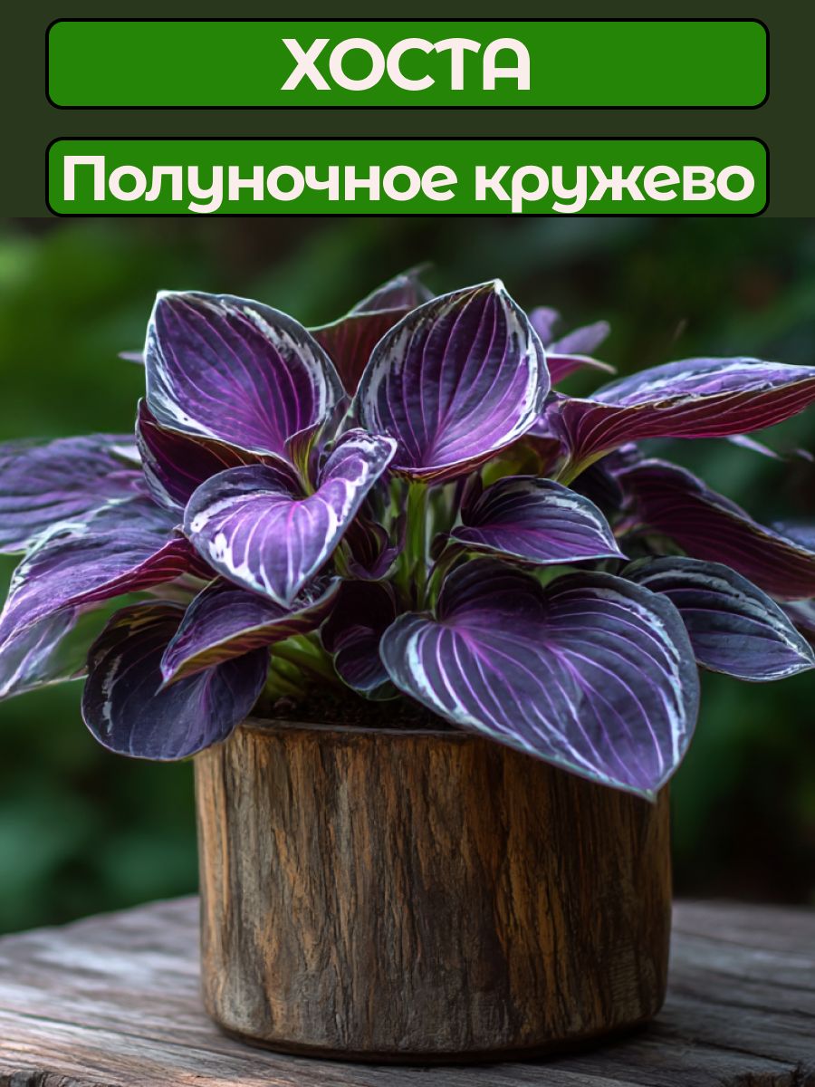 Хоста Полуночное кружево, 1 шт