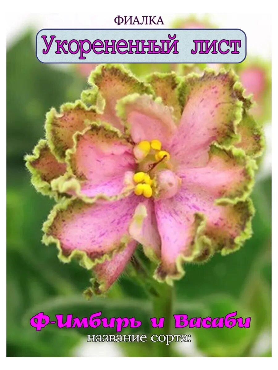 Фиалка живая в горшке комнатная сорт Ф-Имбирь и Васаби (укорененный лист) 1 штука