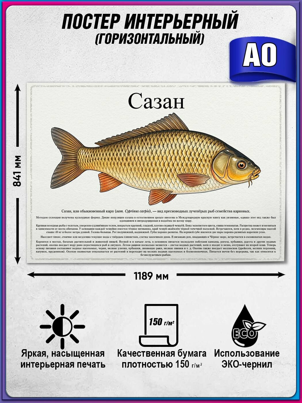 Постер интерьерный "Сазан", плакат, подарок на День рыбака / А-0 (119x84 см.)