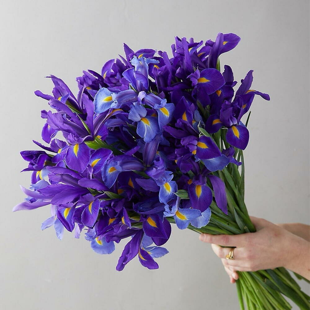 Букет ирисы фиолетовые 25 шт