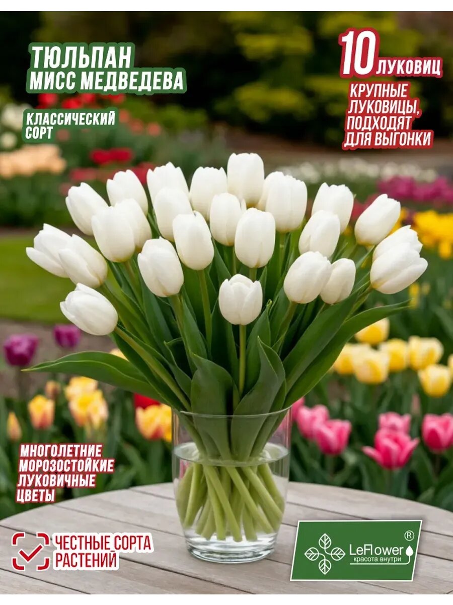 Тюльпан Луковица, Мисс Медведева, 10шт крупные