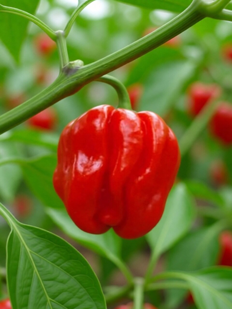 Семена Острый перец Habanero Red (Хабанеро красный), 10 семян