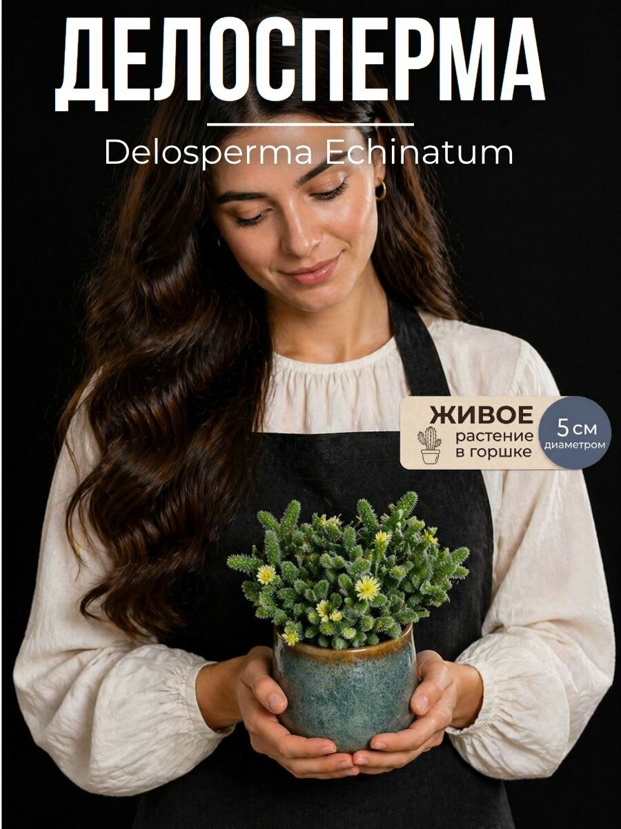 Делосперма Эхинатум (Delosperma Echinatum) D5см, комнатный цветок
