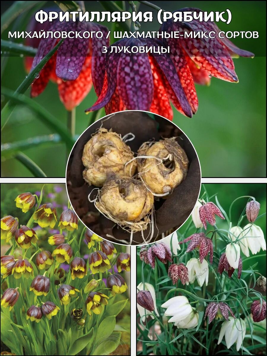 Фритиллярия (Рябчик) , микс из 3 сортов, луковицы 3 штуки
