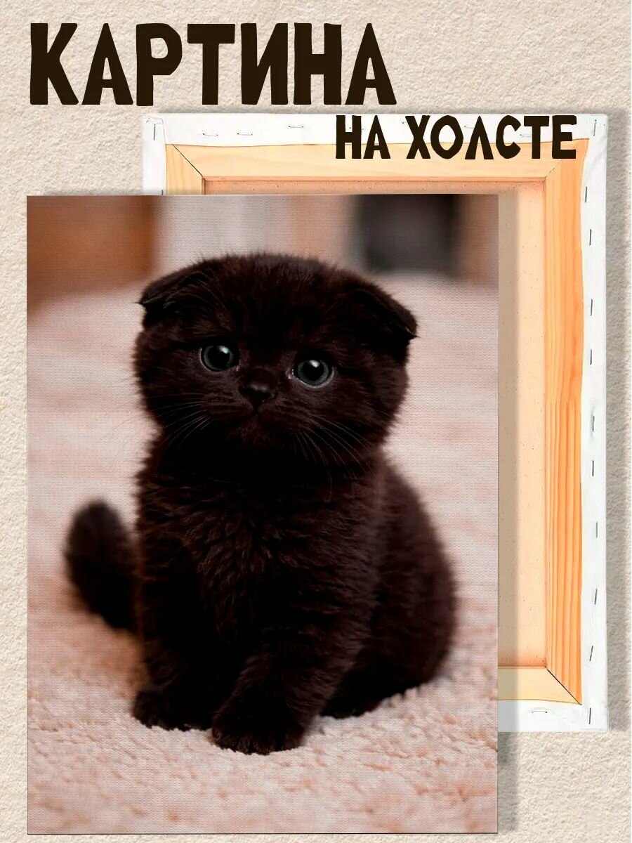 Картина на стену Милые котики, на подрамнике, 1шт, 38х25 размер.