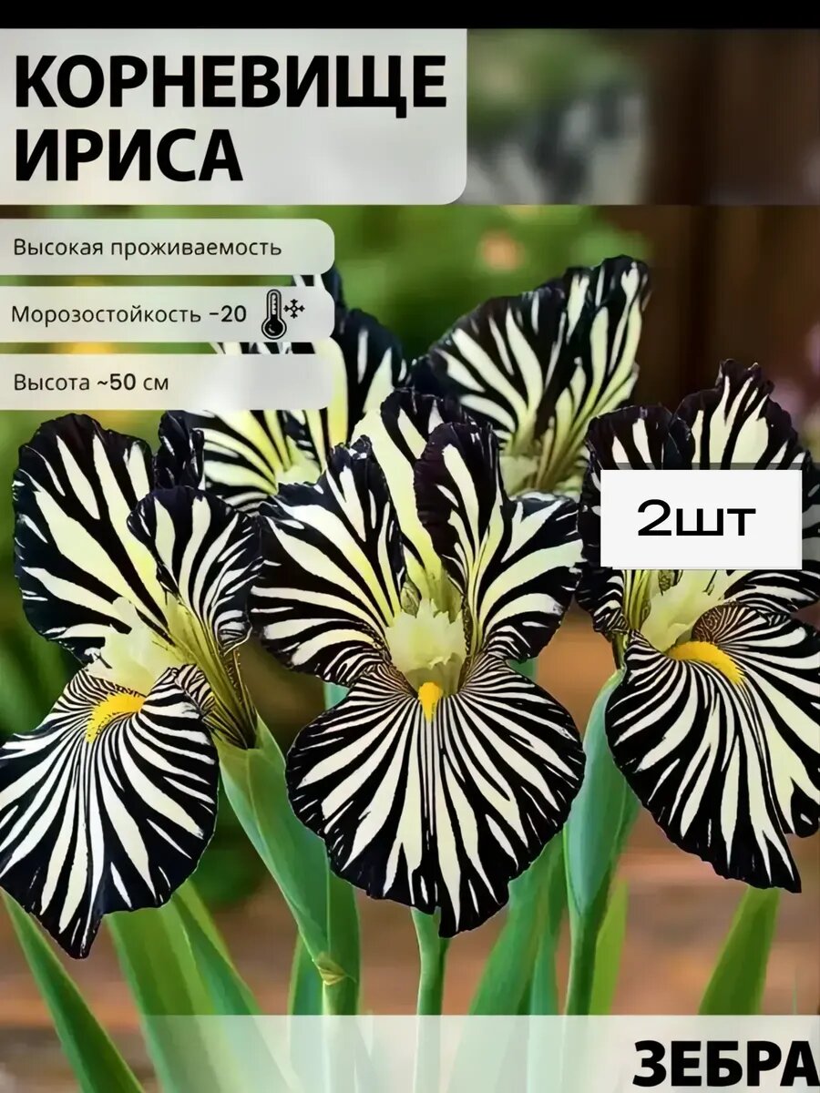 Ирисы многолетние зебра