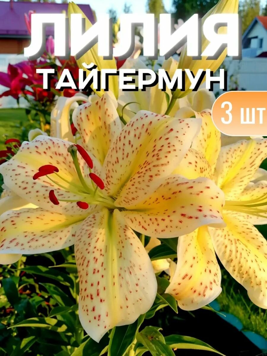 Луковицы лилии многолетние, новые популярные сорта 3 штуки