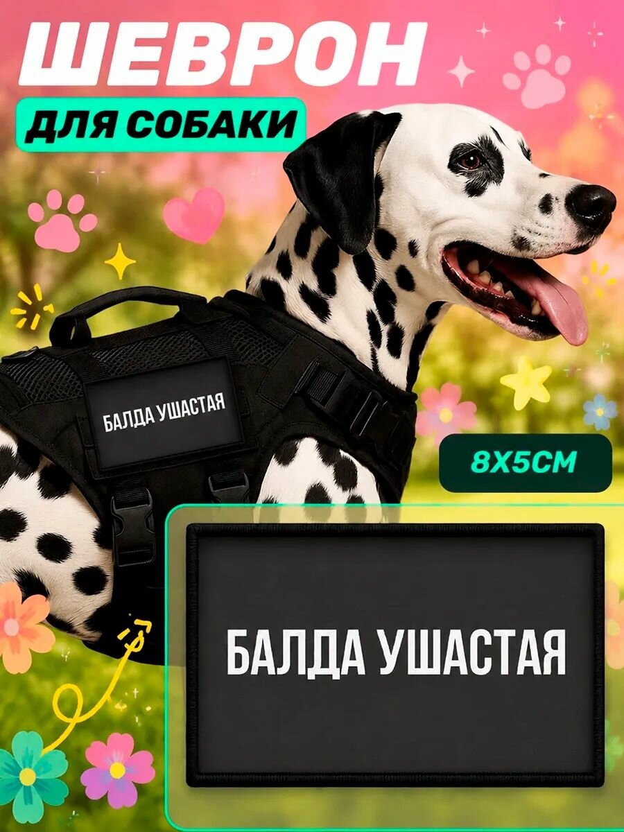 Шеврон на липучке для собаки Балда ушастая